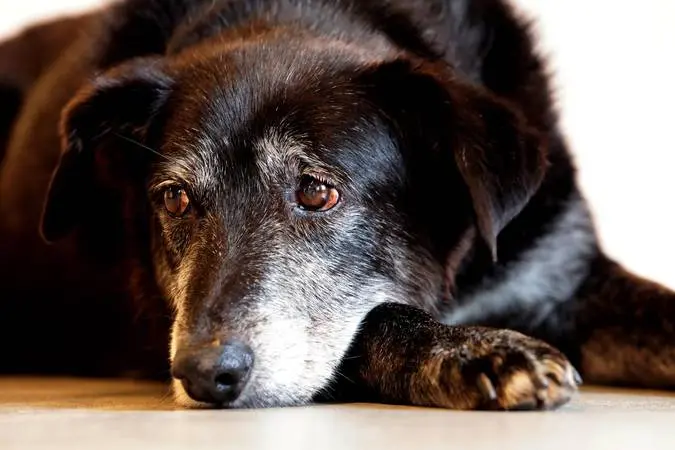 Comissão aprova pena maior para maus-tratos a animais - ANDA